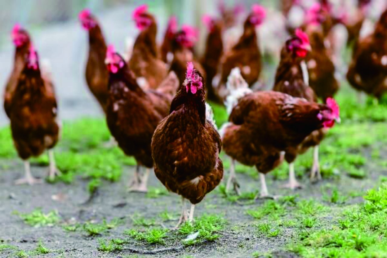 Ayam Lohman Brown - EDY JAWA BORNEO